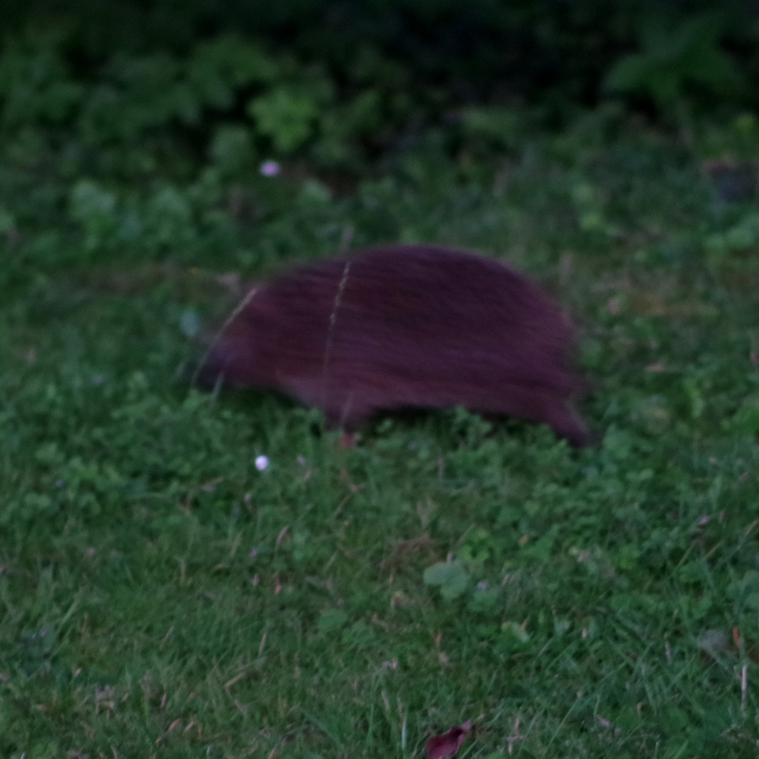 Gut versteckte Gartenbewohner: Igel und Bilch (Tiere im Naturgarten 7 ...