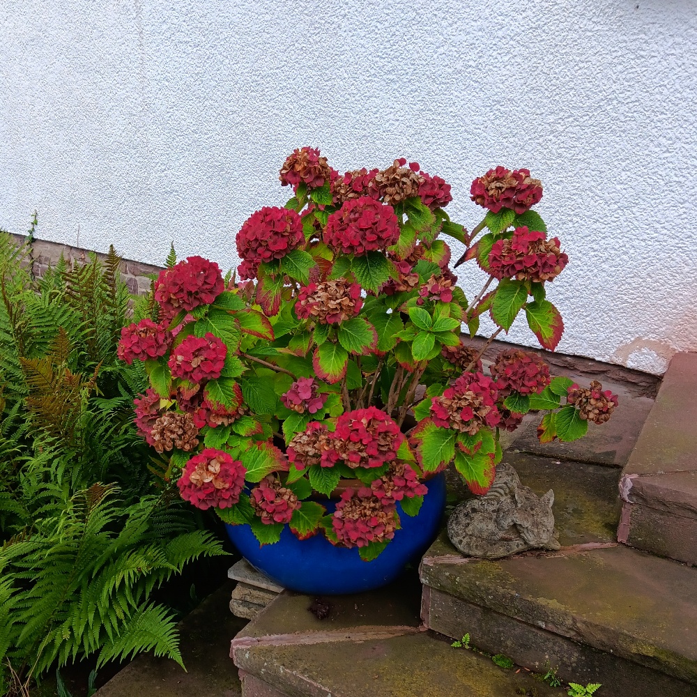 Abschied vom Gartensommer | Uhles Gartengedanken